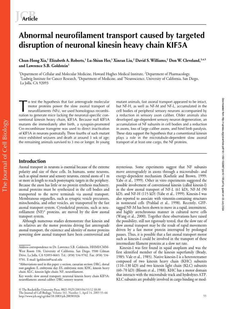 Abnormal Neurofilament Transport Caused by Targeted Disruption of ...