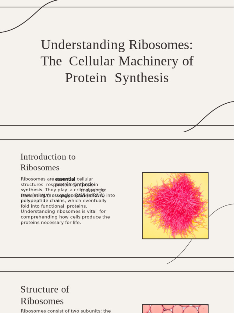 Ribosomes Anju Budania | PDF | Ribosome | Translation (Biology)