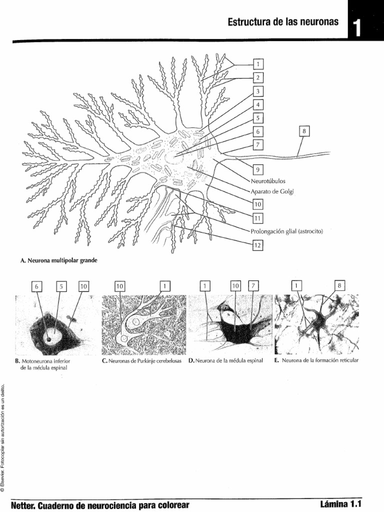Netter (Parte 2) | PDF