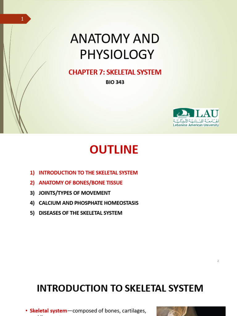 Chapter 7-Skeletal System PDF | PDF | Bone | Osteoblast
