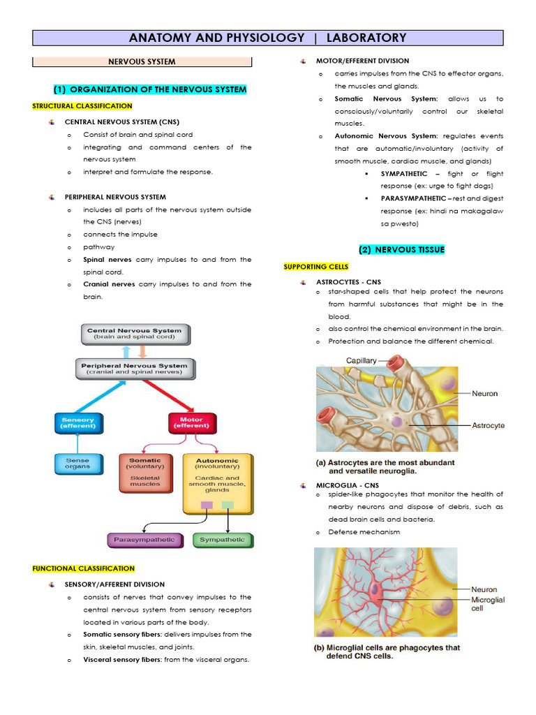 Nervous System-Anaphy Lab | PDF | Cerebral Cortex | Axon