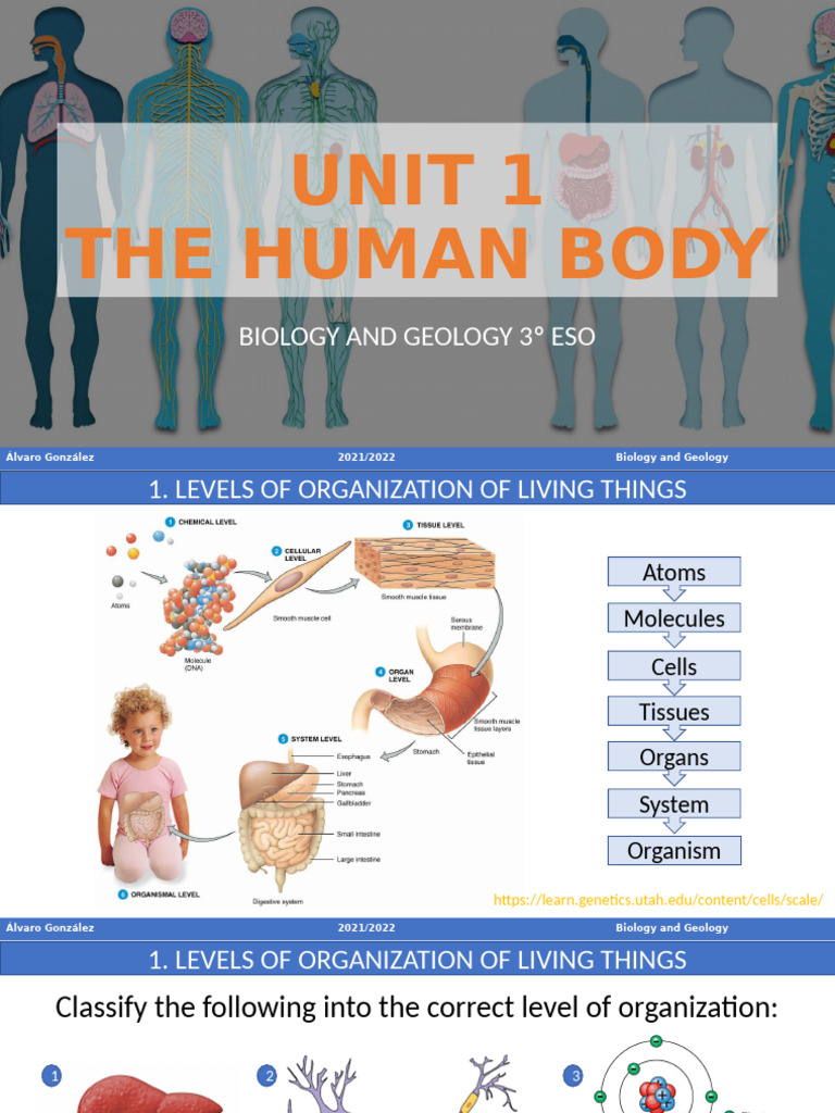 Unit 1 The Human Body | PDF | Cell (Biology) | Tissue (Biology)