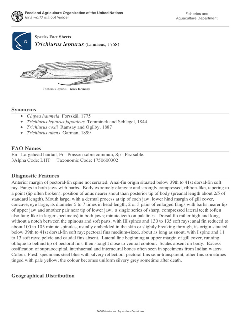 FAO Fisheries & Aquaculture - Species Fact Sheets - Trichiurus Lepturus ...
