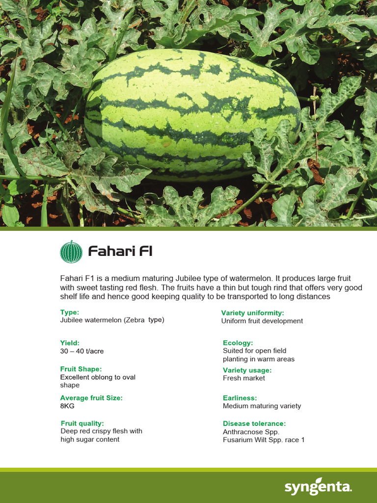 Fahari Watermellon Flyer 2019 Press | PDF