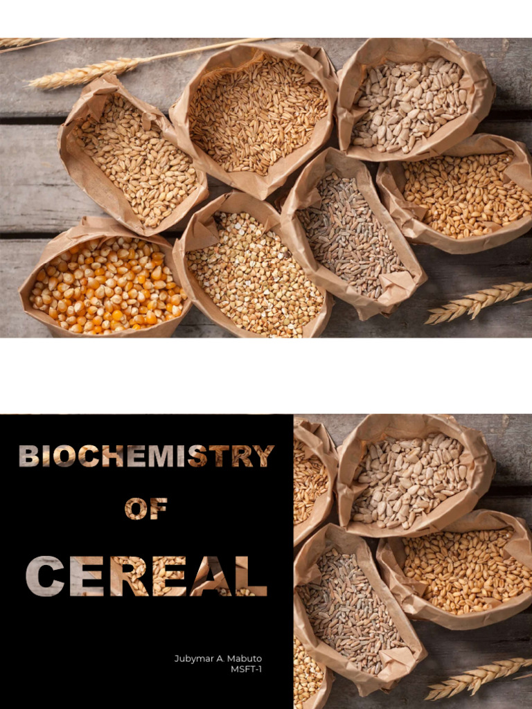 Biochemistry of Cereal | PDF | Cereals | Starch