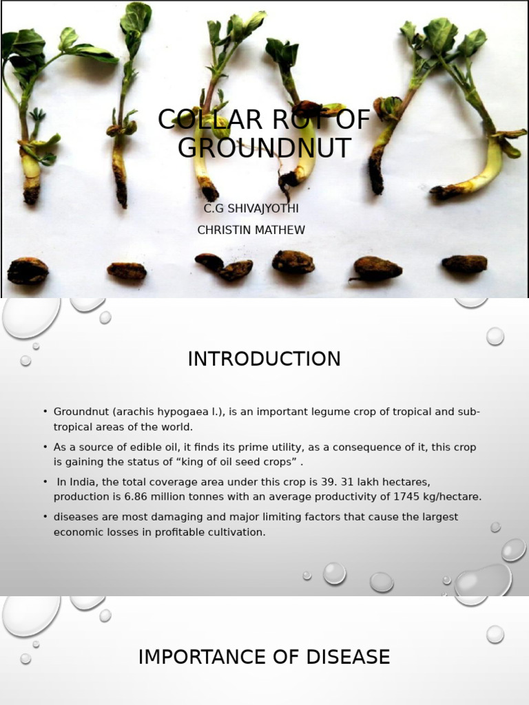 Pathology Collar Rot of Groundnut | PDF | Peanuts | Seed