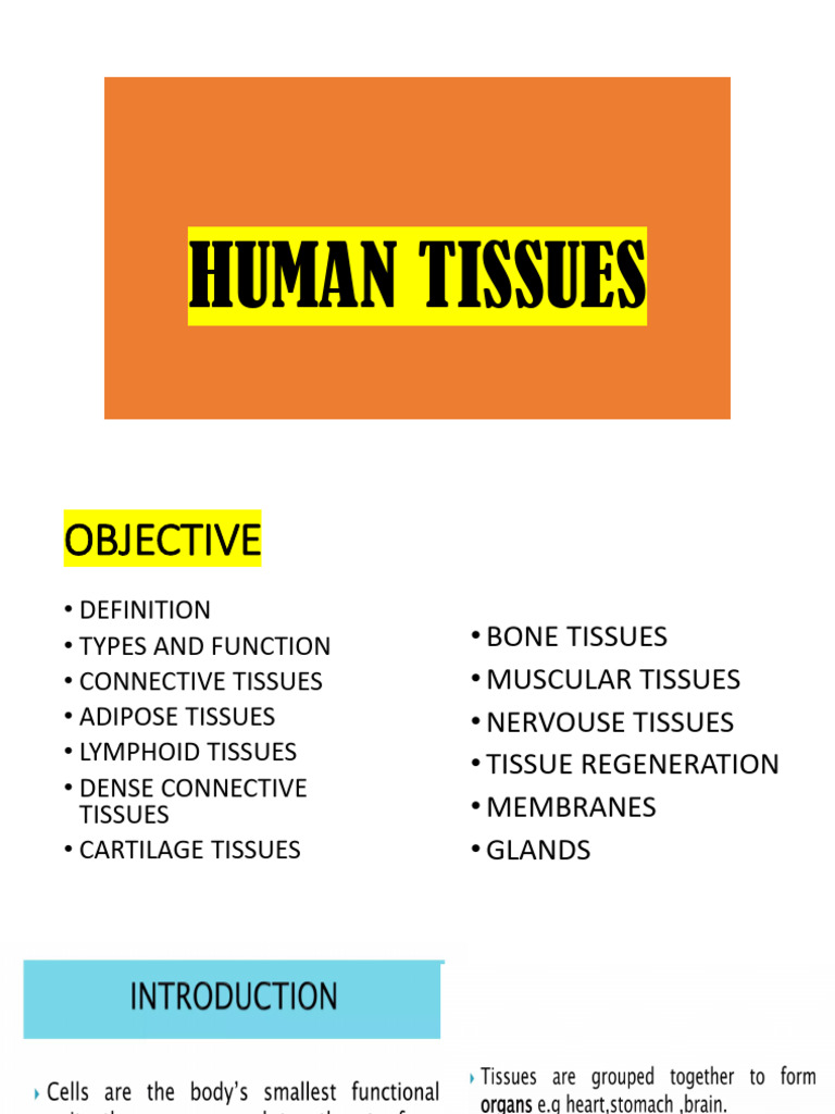 Human Tissue Types & Functions | PDF | Social Science | Home & Garden