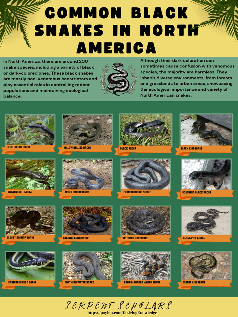 Black Snakes North America - 20240929 - 090108 - 0000 | PDF