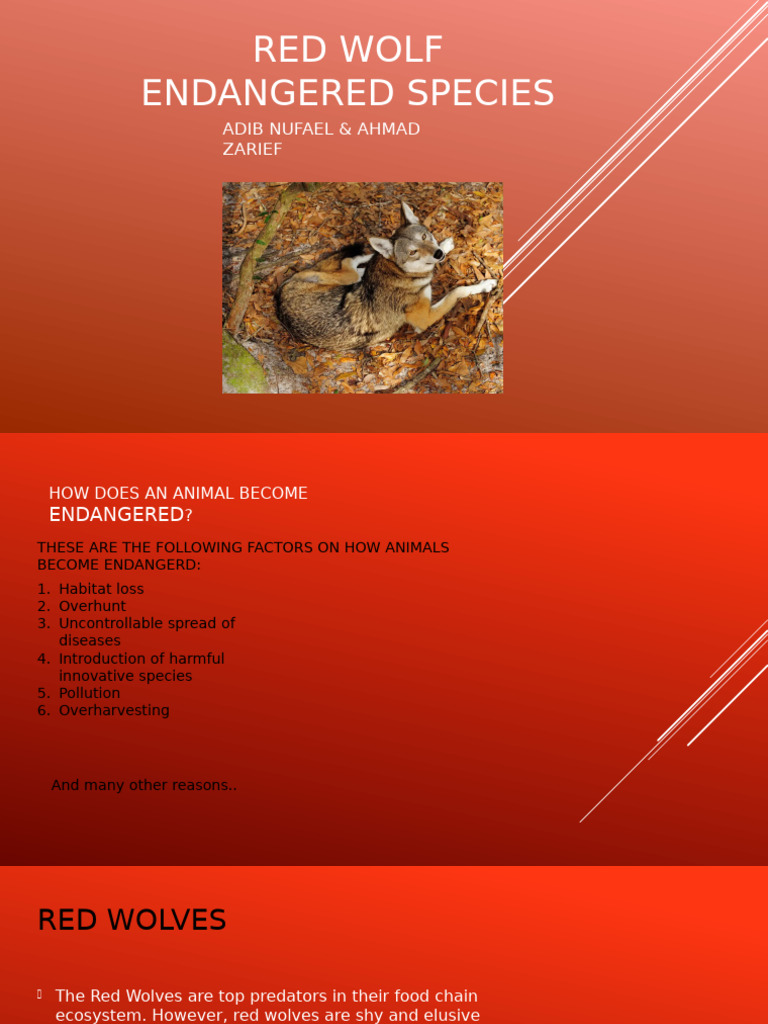 Red Wolves | PDF | Home & Garden