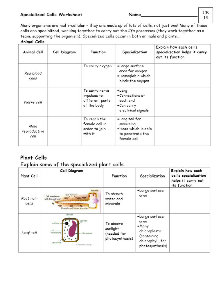 Specialized Cells Worksheet - CB13 | PDF