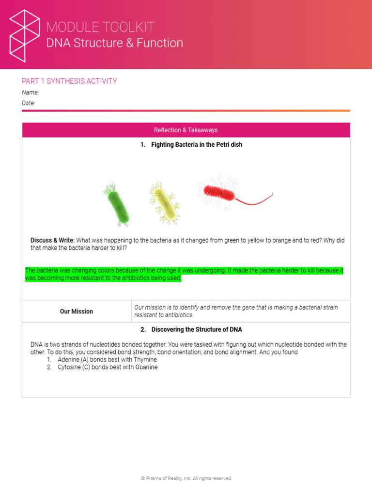 Lucero - Part 1 Synthesis Activity - DNA Structure & Function '24-'25 | PDF | Dna | Nucleotides