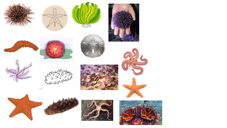 Echinoderms Images | PDF
