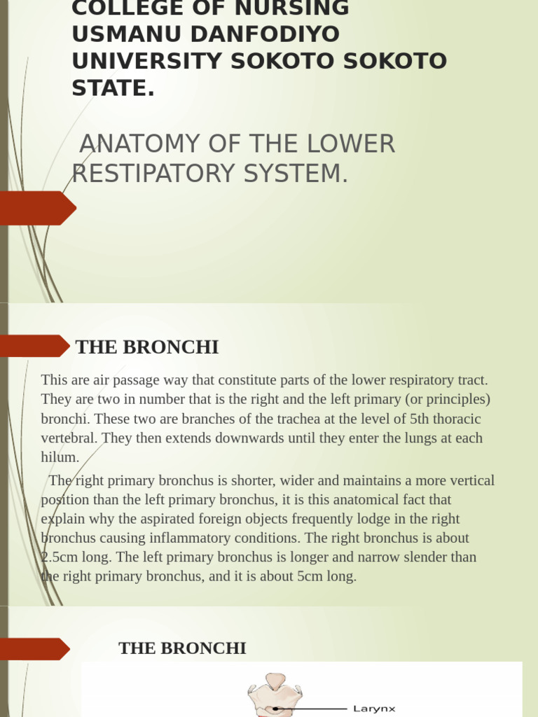 Anatomy of The Lower Respiratory System | PDF | Lung | Respiratory System