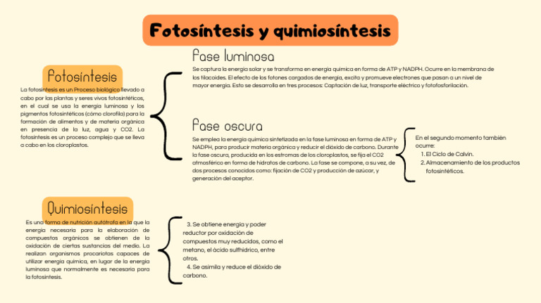 Fotosíntesis y Quimiosíntesis | PDF | Fotosíntesis | Naturaleza