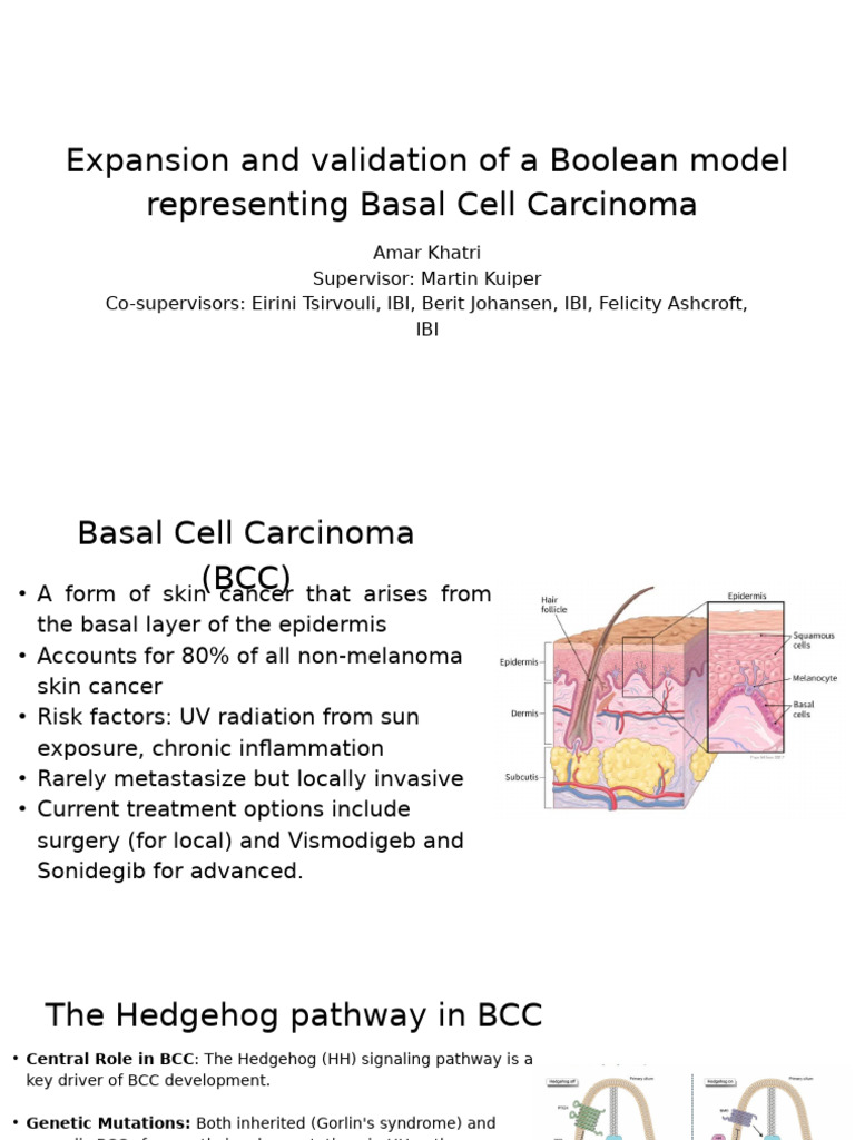 Expansion And Validation Of A Boolean Model Representing Basal Cell 6243