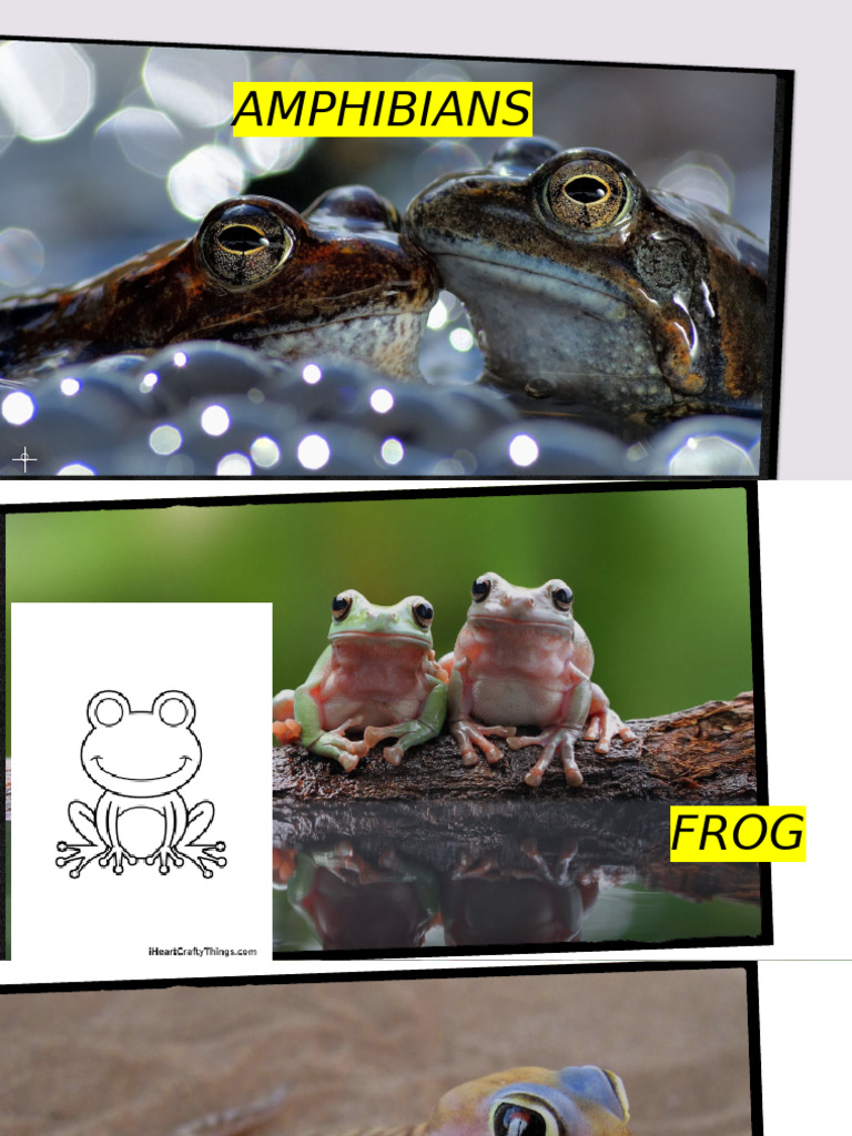 Amphibians | PDF