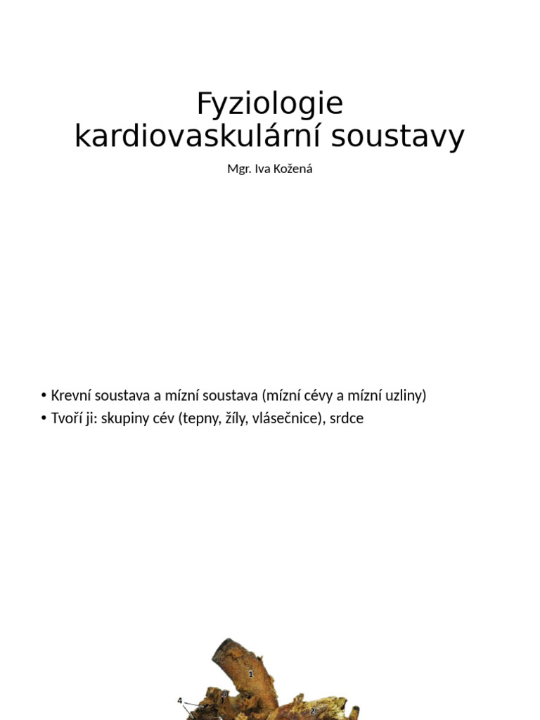 Fyzio-Kardiovaskulární Soustava | PDF