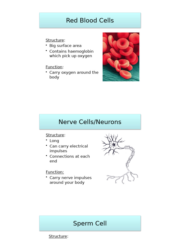 Emma Vio - Specialised Cells Info Sheets | PDF | Cell (Biology) | Egg