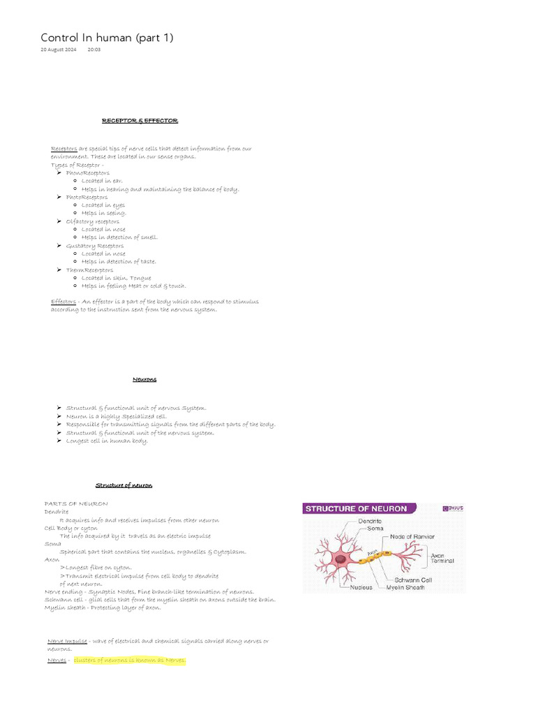 Neuron Structure and Function Overview | PDF | Neuron | Nervous System