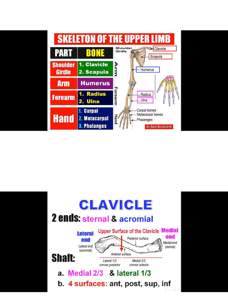 Adel Bondok Upper Limb Slides | PDF