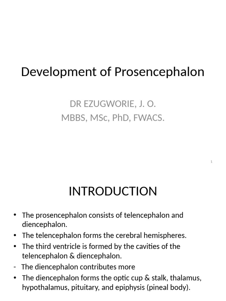 Development of Prosencephalon | PDF | Cerebral Cortex | Cerebral Hemisphere