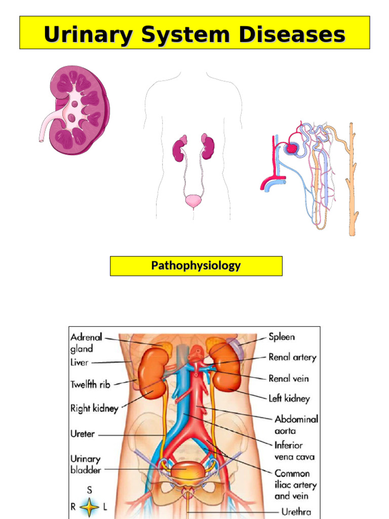 Urinary System Diseases Overview | PDF | Kidney | Urinary System