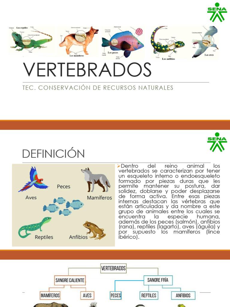 Características y Clasificación de Vertebrados | PDF | Reptil | Vertebrados