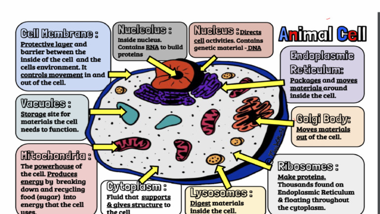 Doodle Notes Cell Slide by Slide | PDF
