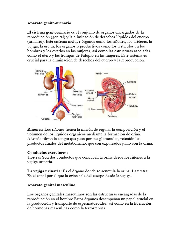 Aparato Genito | PDF | Sistema reproductivo | La sexualidad humana