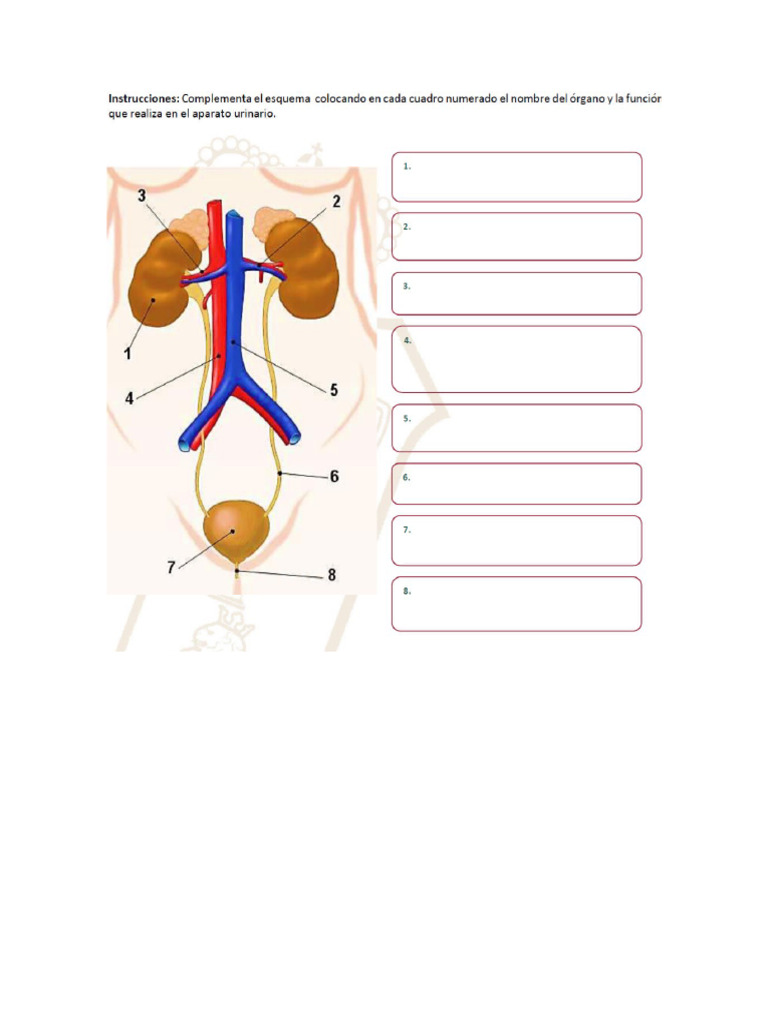Sistema Urinario | PDF
