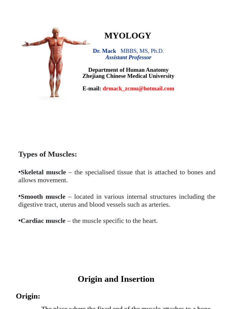 Systemic Anatomy Lecture-2 | PDF | Foot | Human Leg