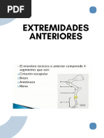 Anatomía del Húmero, Radio y Cúbito | PDF | Codo | Términos anatómicos ...