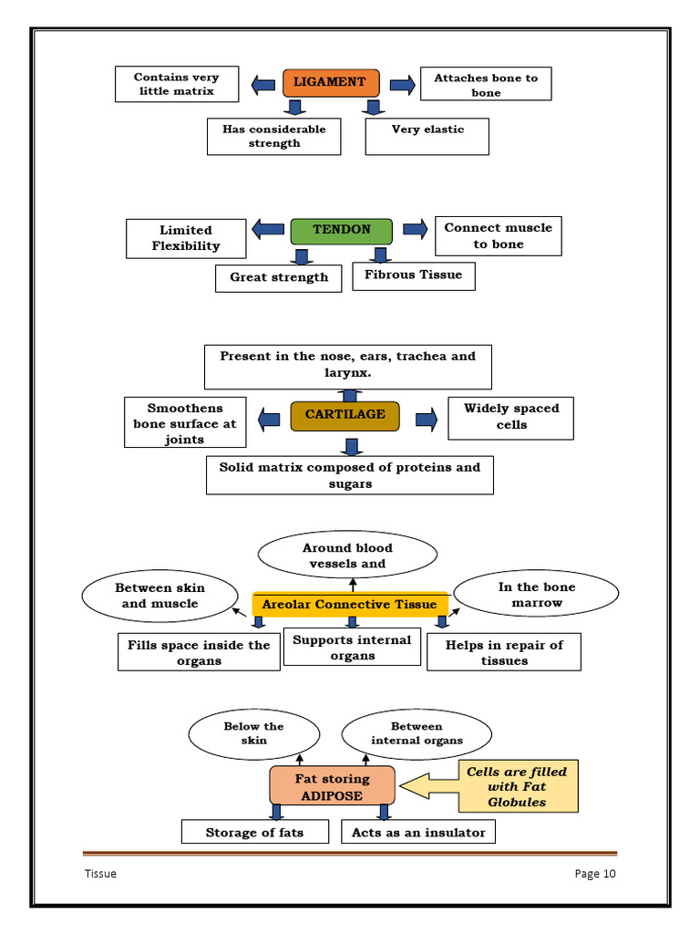 1722043857573.mind Map Tissues | PDF
