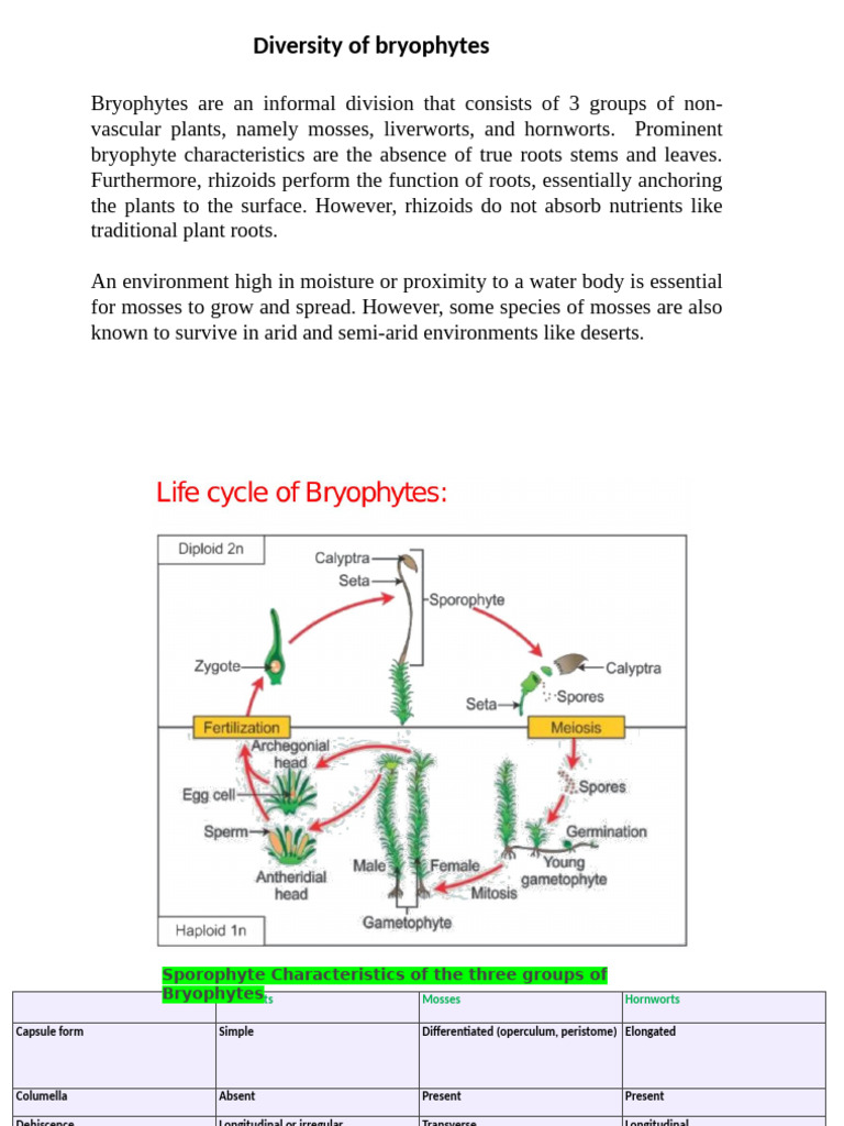 Classification of Bryophytes | PDF | Moss | Spore