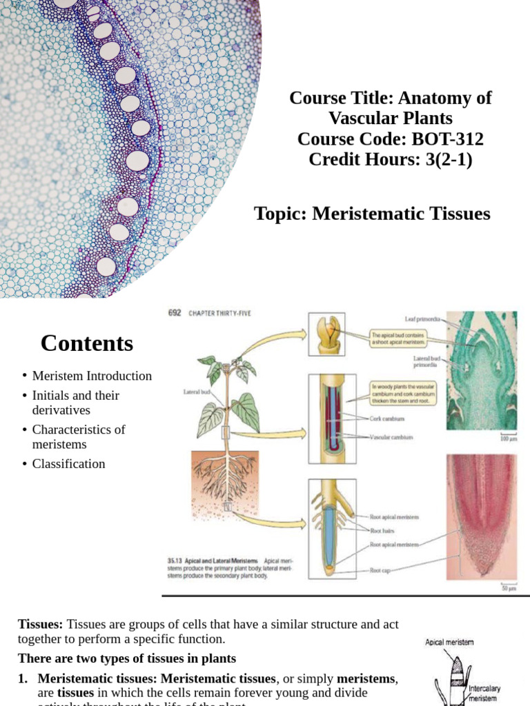 Types of Meristematic Tissues | PDF | Tissue (Biology) | Root