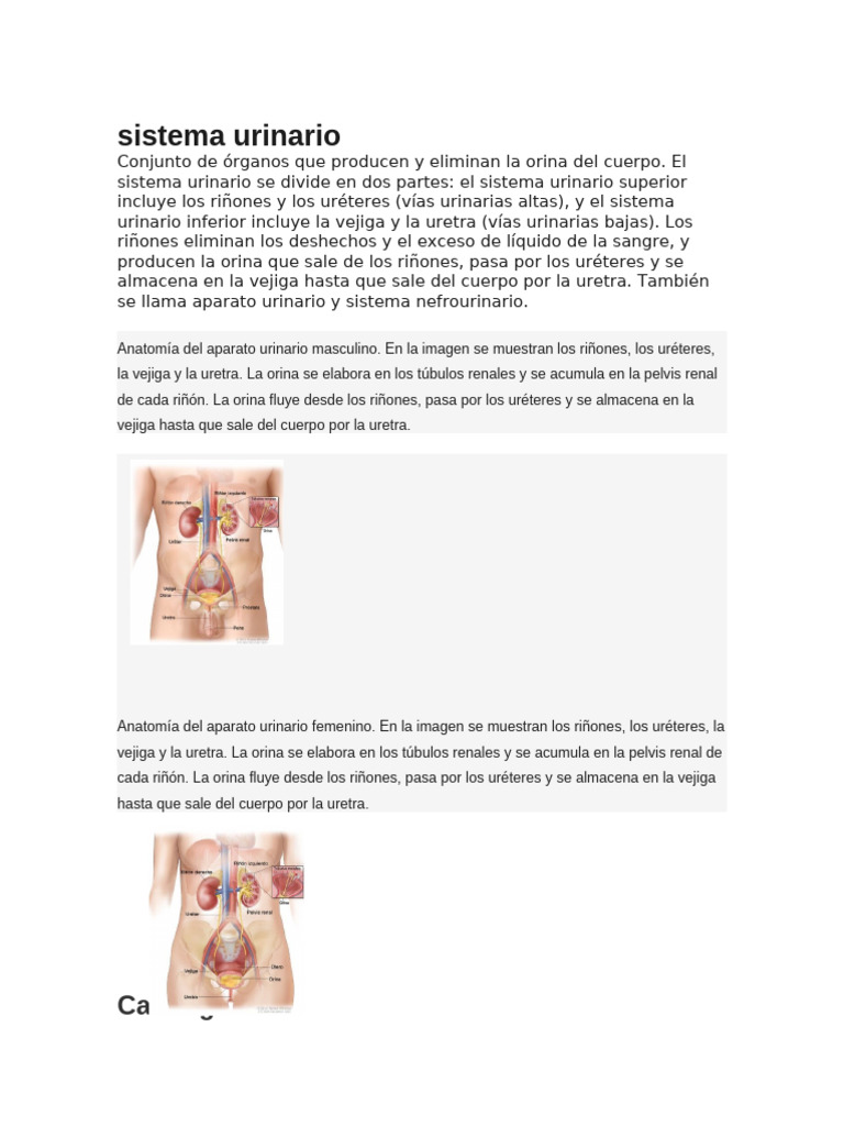 Sistema Urinario | PDF | Sistema urinario | Cráneo