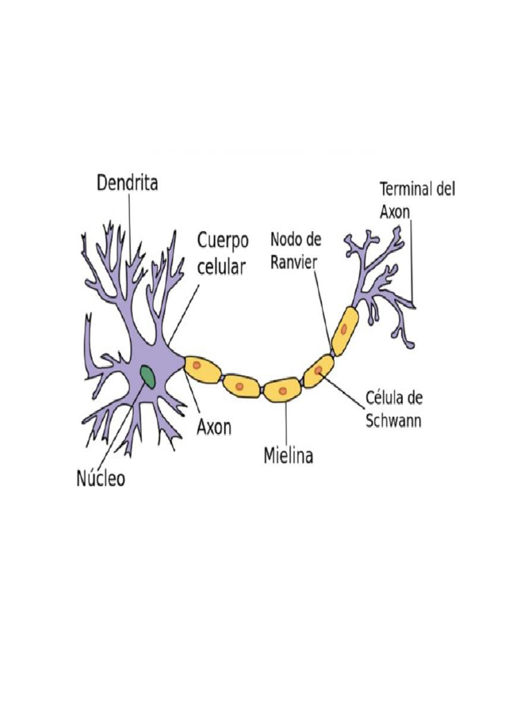 Estructura de Una Neurona | PDF | Neurona | Axon