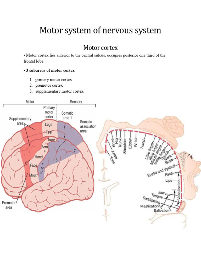 Motor System(by) | PDF | Motor Neuron | Nervous System