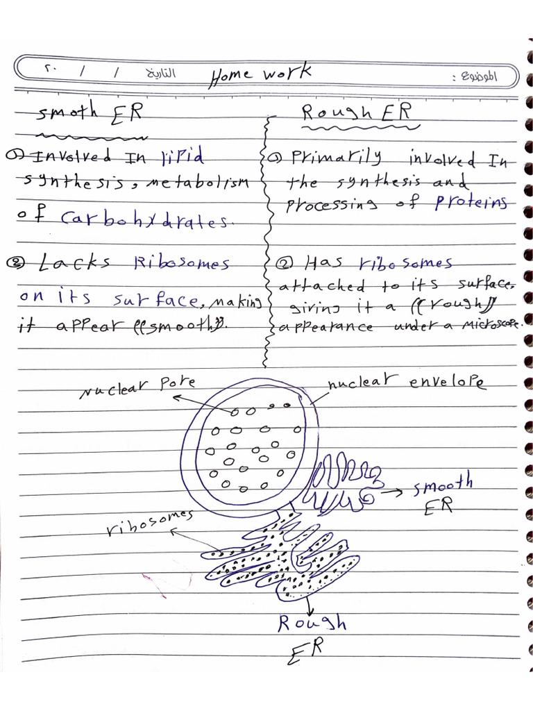 ER Types | PDF