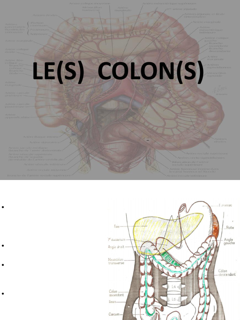 Anatomie du Côlon et Ses Segments | PDF | Gros intestin | Organe