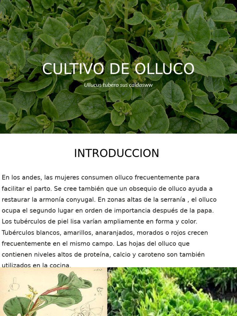 Cultivo de Olluco 4 | PDF | Plantas | Morfología Vegetal