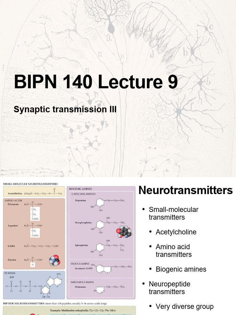 Bipn140 Fa24 L9 | PDF | Chemical Synapse | Acetylcholine