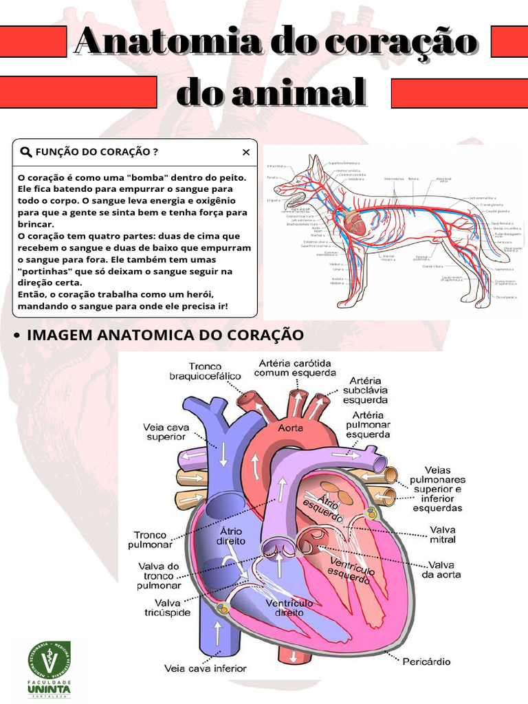 Anatomia e Função do Coração | PDF | Clássicos
