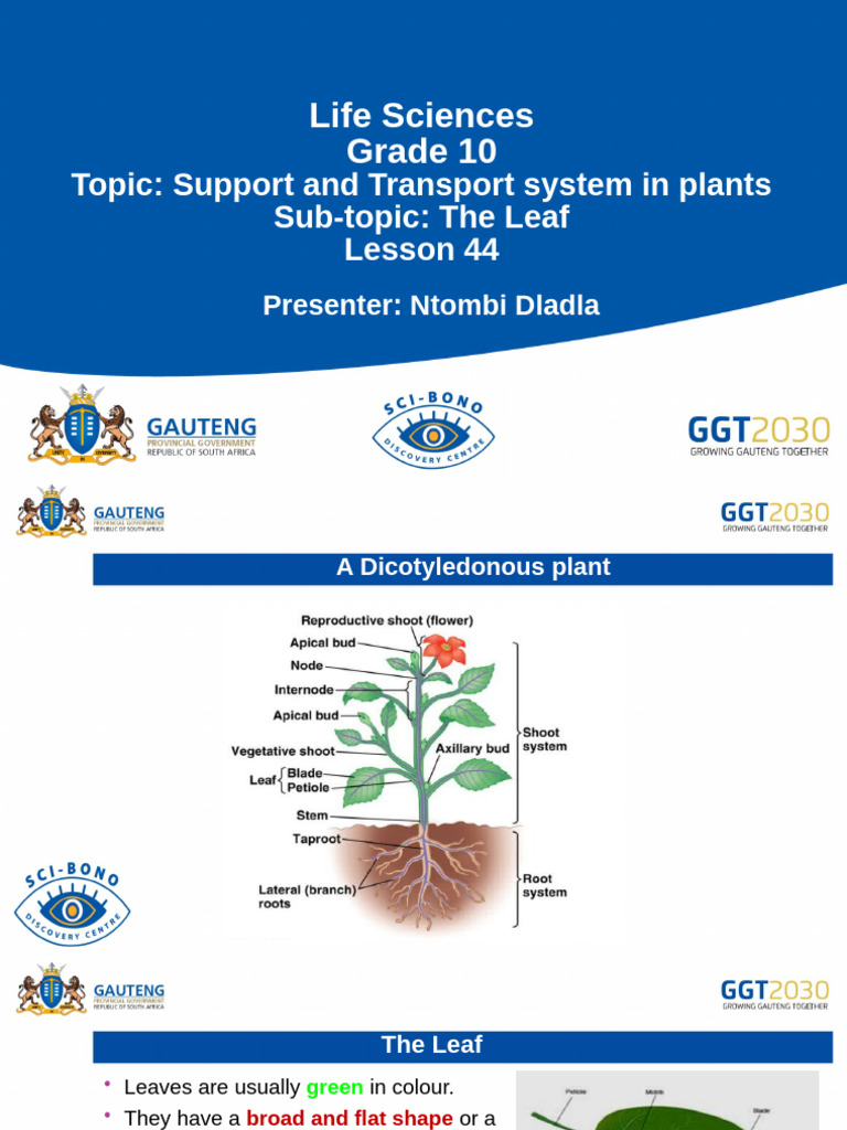 Life Sciences Gr.10 Lesson 44 Support and Transport System in Plants ...