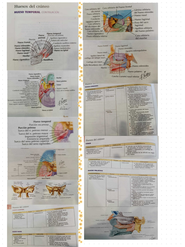 Anatomía de Cabeza y Cuello Netter | PDF