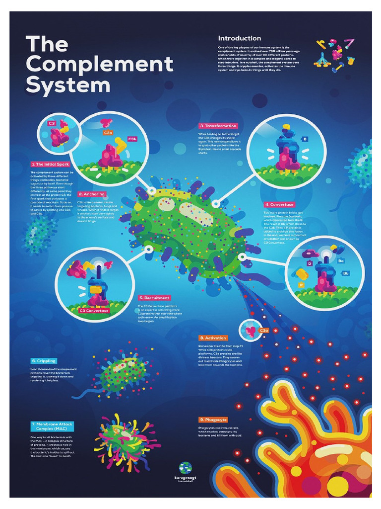 Kurzgesagt - in A Nutshell Complement System Poster - Kurzgesagt - Kurzgesagt Poster - Anna's ...