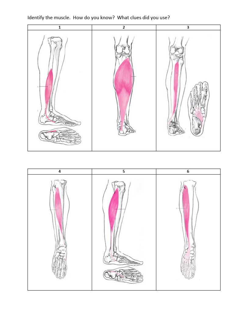 Muscle ID Ankle | PDF