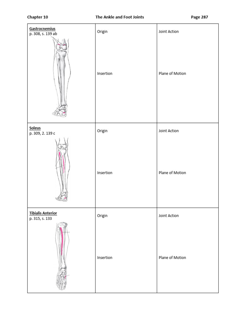 Ankle & Foot Summary Worksheet | PDF | Foot | Ankle