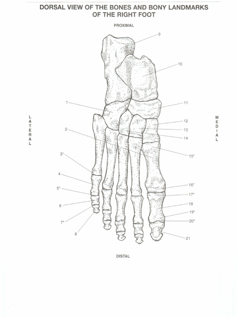 Ankle & Foot Colouring Book | PDF | Foot | Human Leg