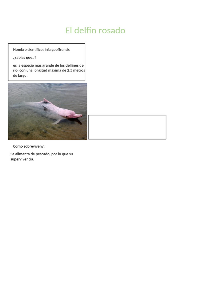 El Delfin Rosado | PDF